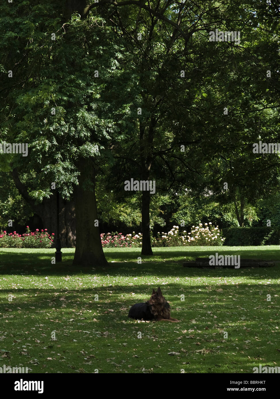 Sacred dog hi-res stock photography and images - Alamy