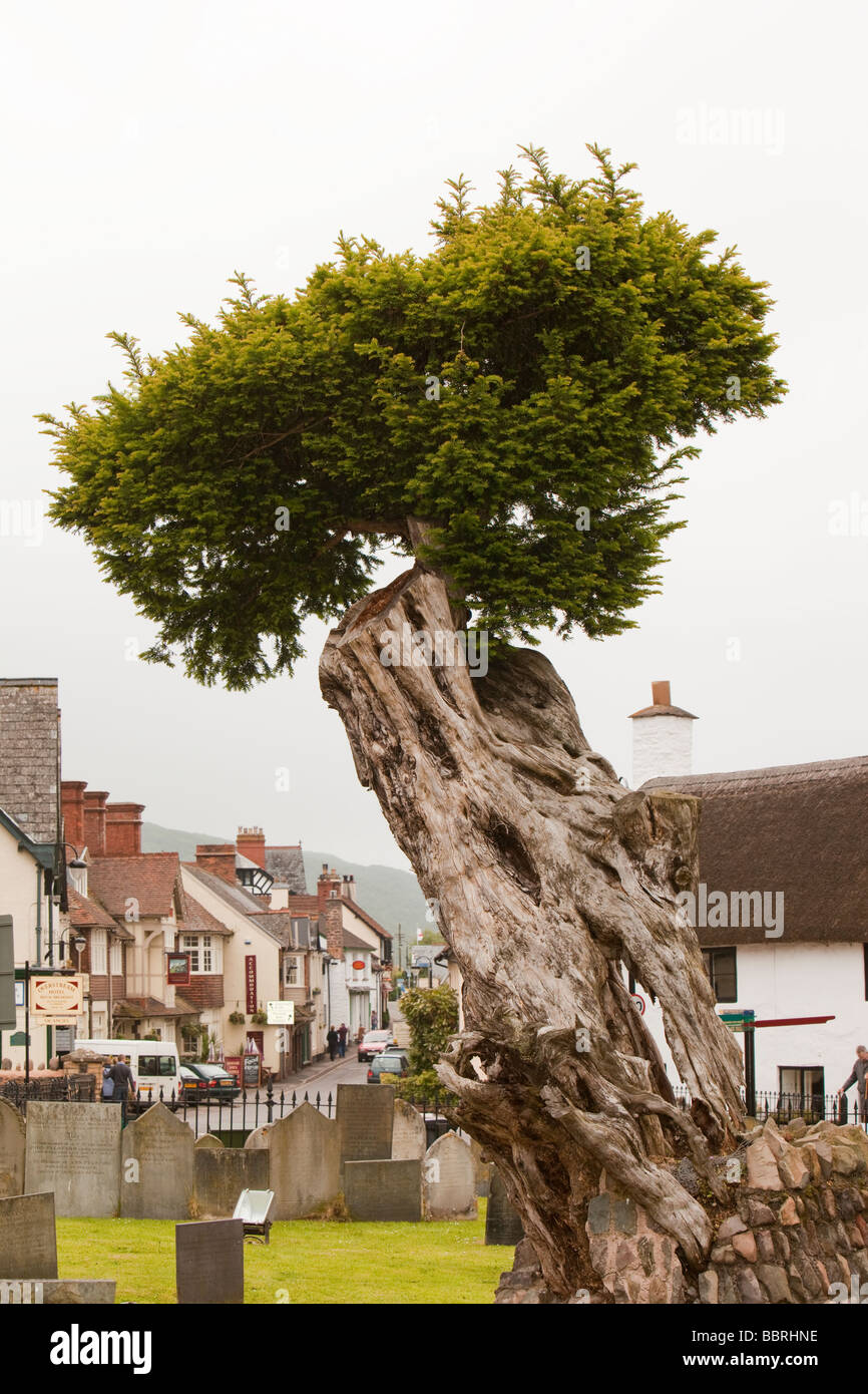 Ancient yew tree hi-res stock photography and images - Alamy