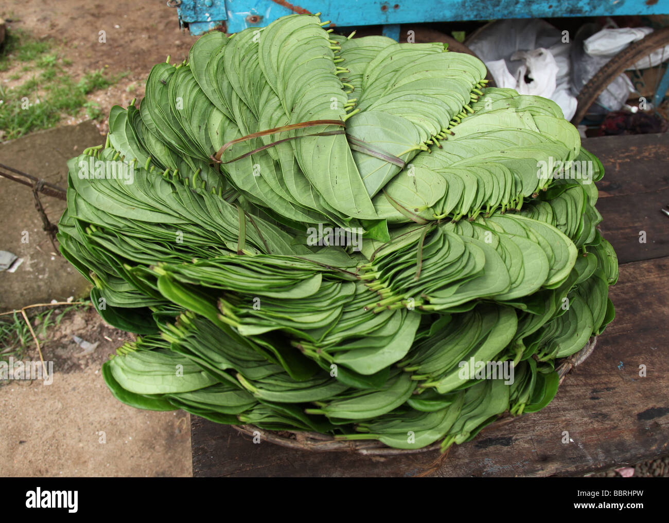 Betel leaves ready for sale in Kerala, India Stock Photo - Alamy