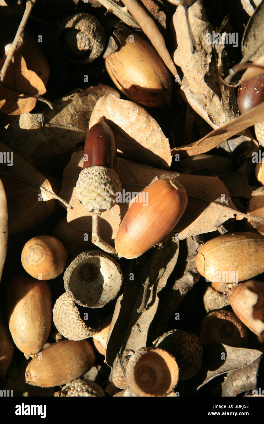 Fallen acorns on grass hi-res stock photography and images - Alamy