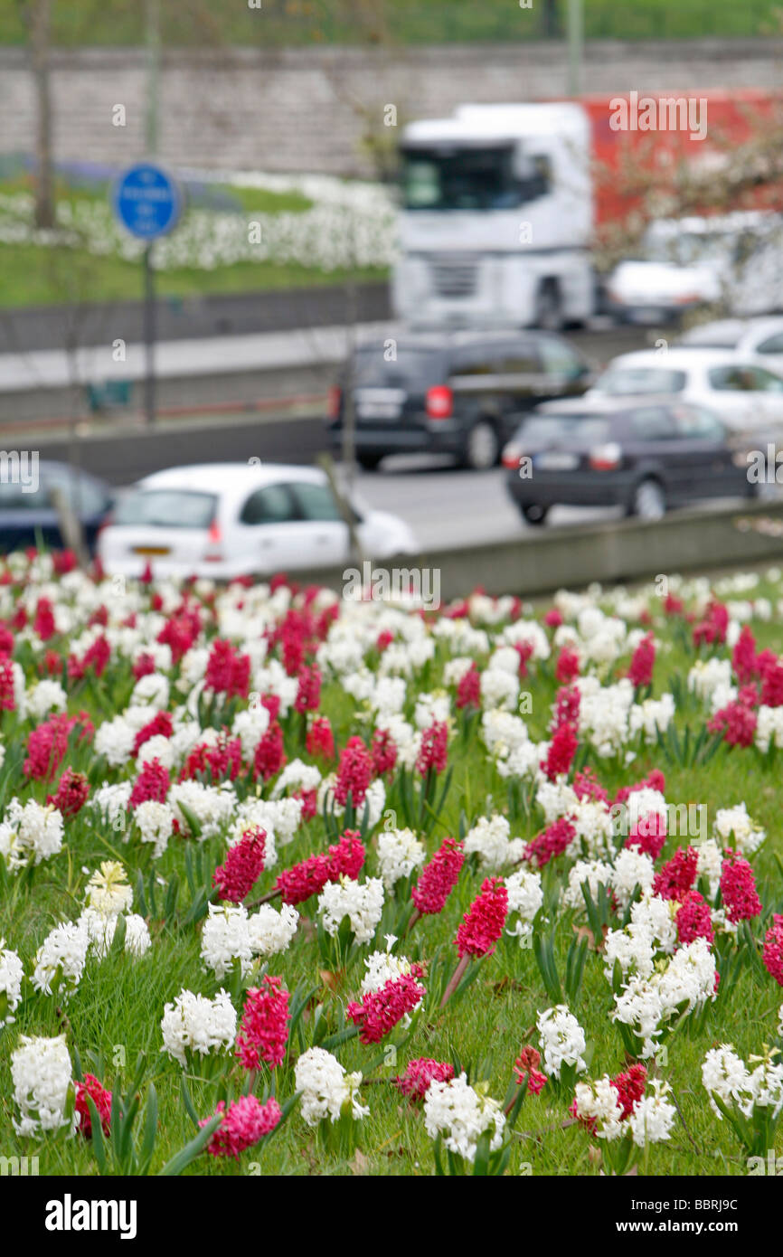 EMBANKMENT PLANTED WITH FLOWERS (HYACINTHS) ALONG THE PARIS RING ROAD ...