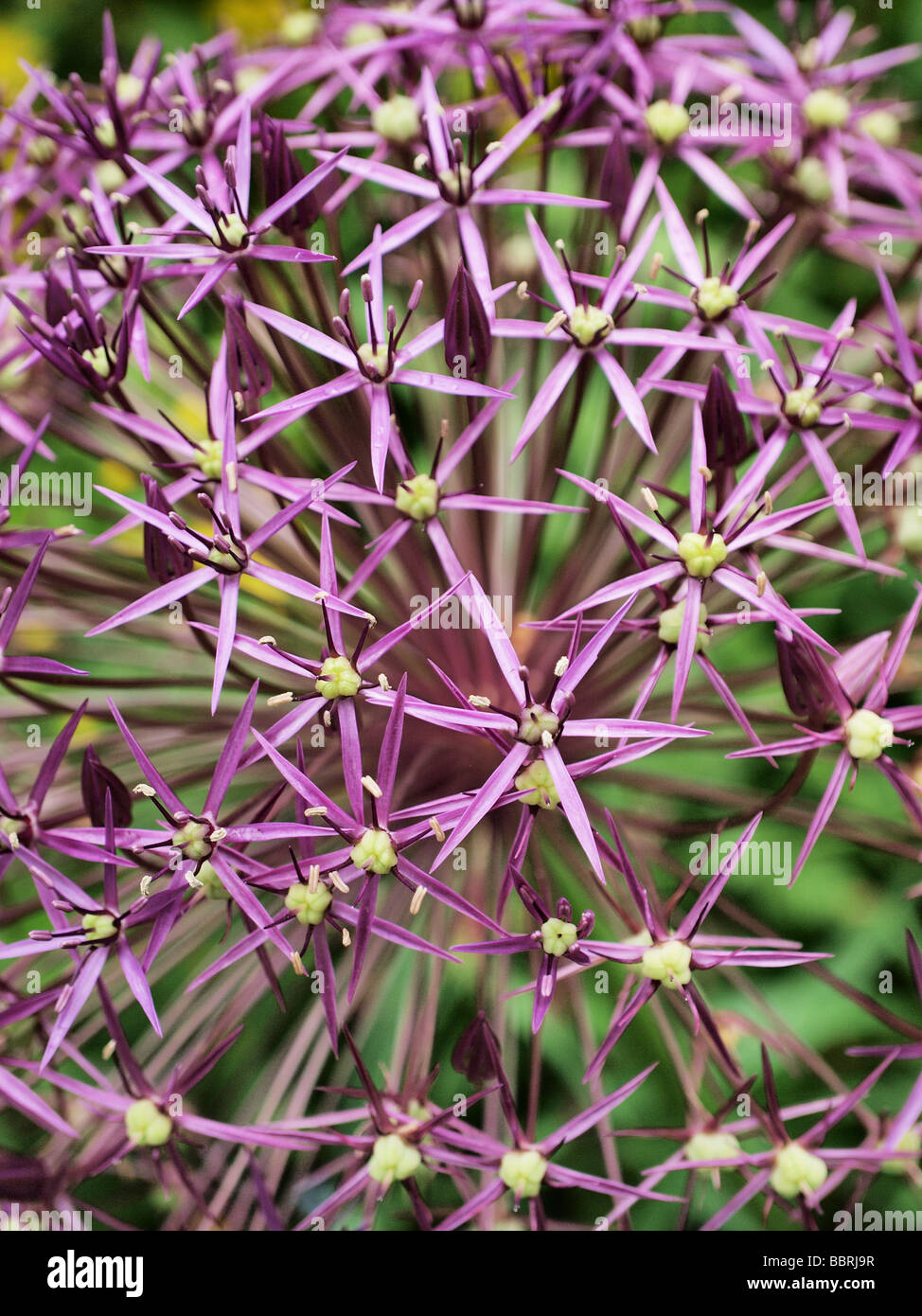 Alium in bloom Stock Photo - Alamy