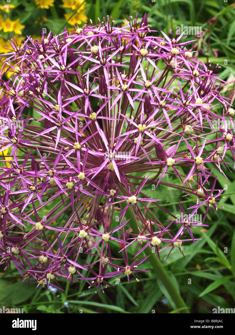 Alium in bloom Stock Photo - Alamy