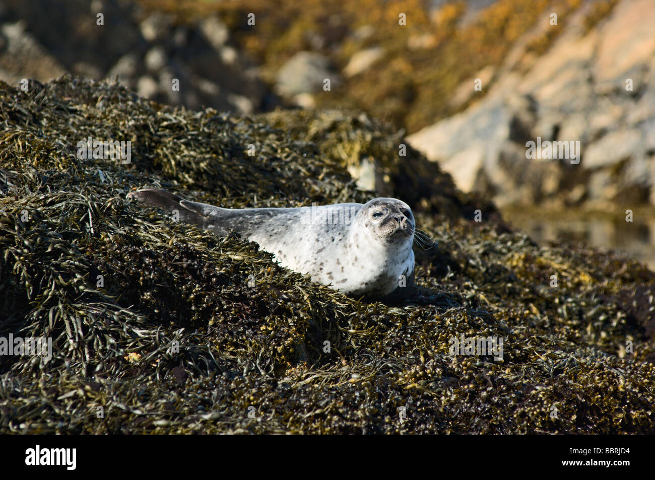 Flodabay hi-res stock photography and images - Alamy