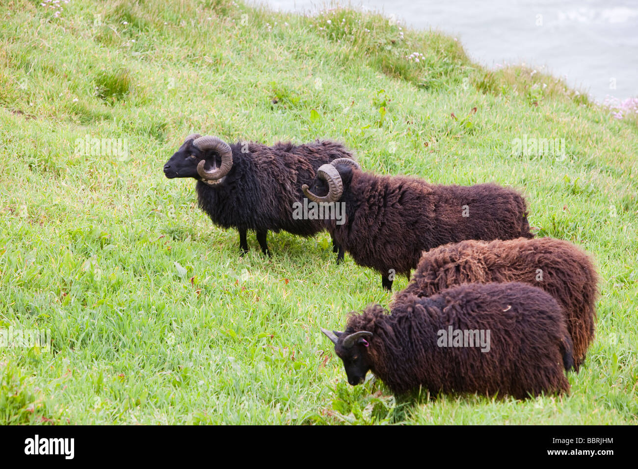 Soay sheep being used for conservation grazing on Baggy Point near ...