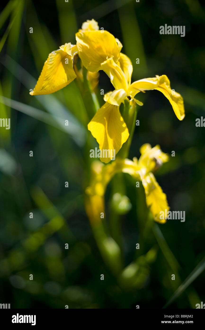 Yellow iris hi-res stock photography and images - Alamy