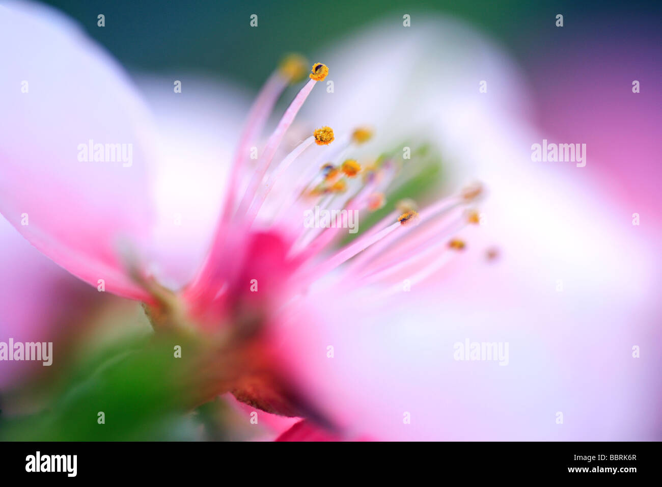 Bonanaza flower hi-res stock photography and images - Alamy