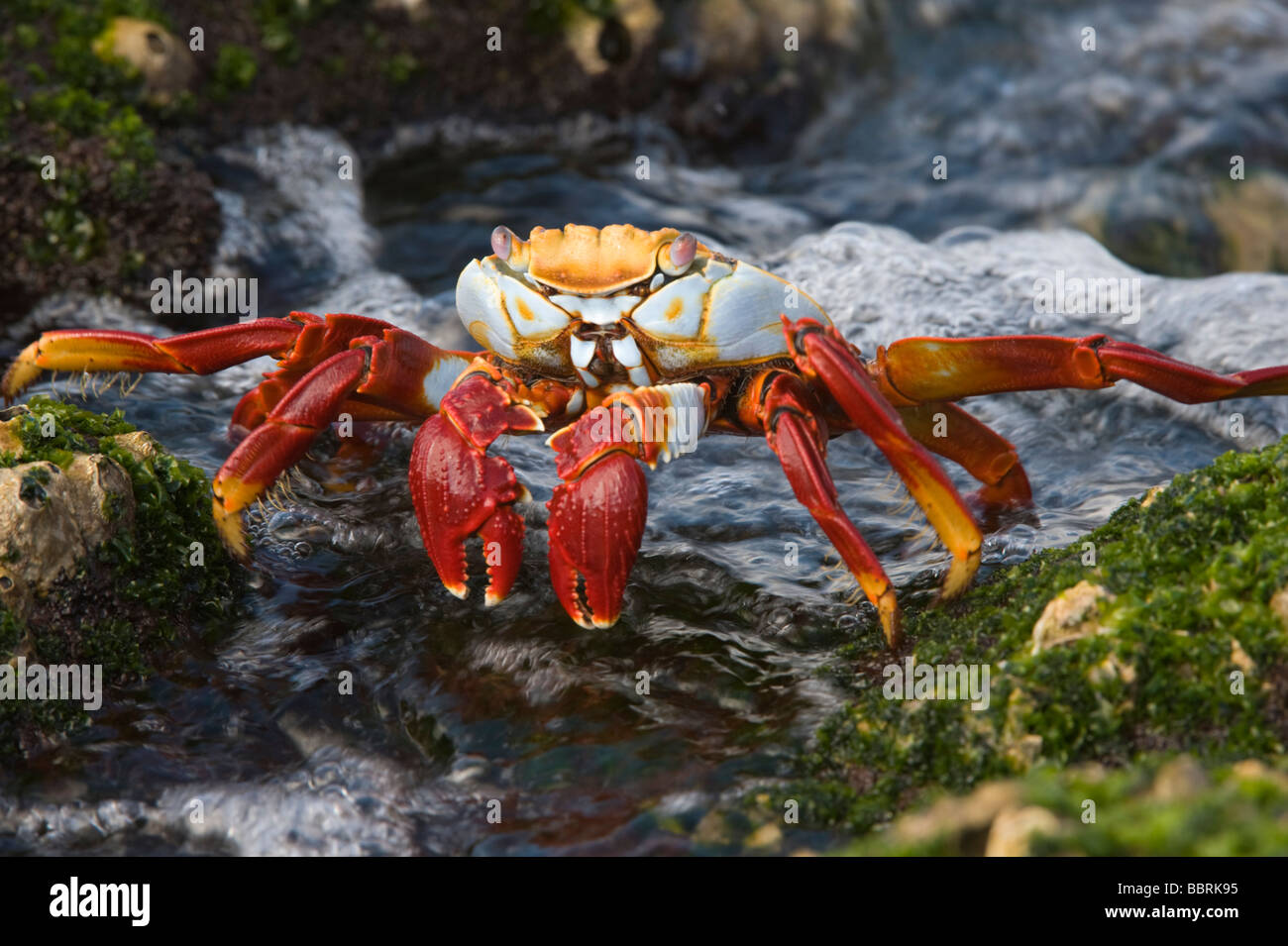 Sally lightfoot crab (Grapsus grapsus) bridging the stones Punta ...