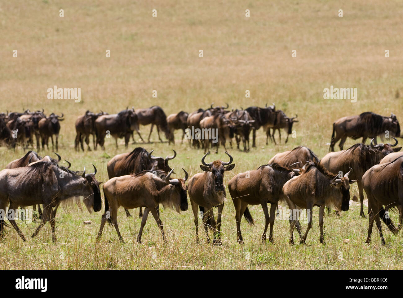 Blaue wildebeest hi-res stock photography and images - Alamy