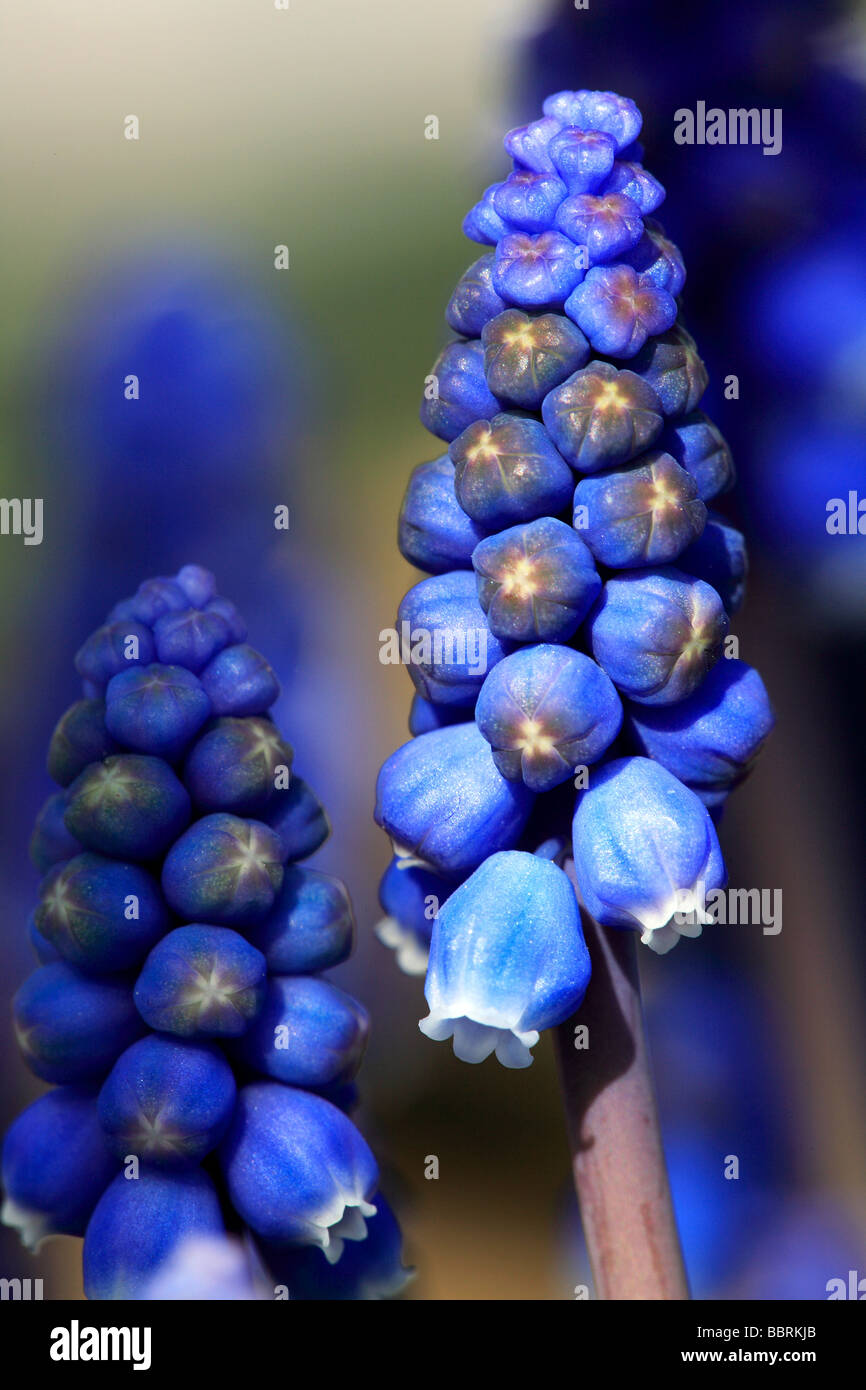 Violaceum hi-res stock photography and images - Alamy