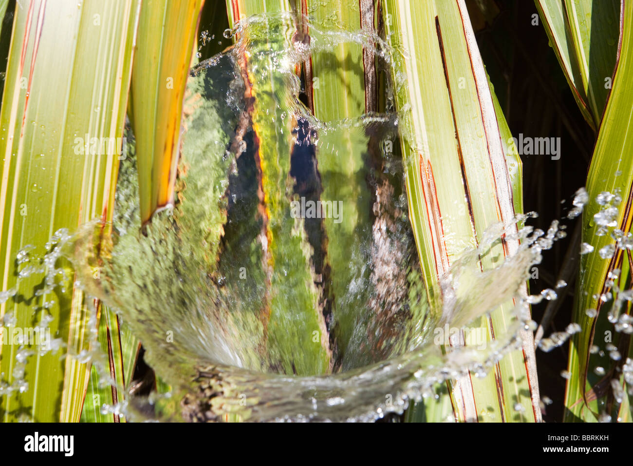 A water feature in a garden in Devon UK Stock Photo - Alamy