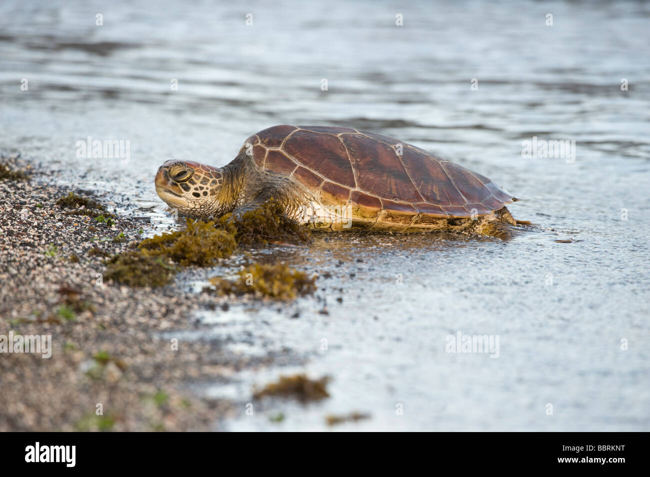 Galapagos green sea turtle hi-res stock photography and images - Alamy