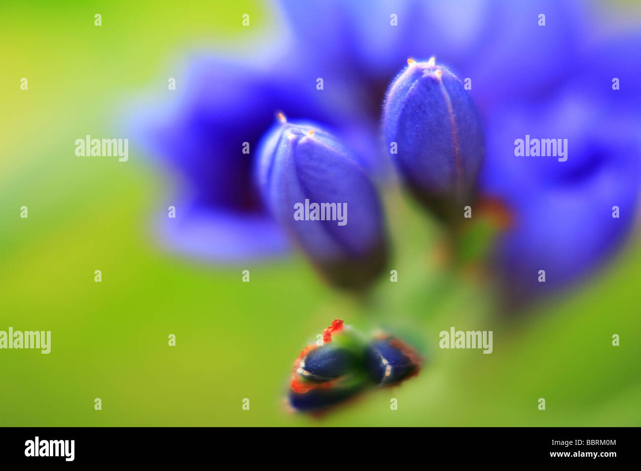 Babiana flowers hi-res stock photography and images - Alamy