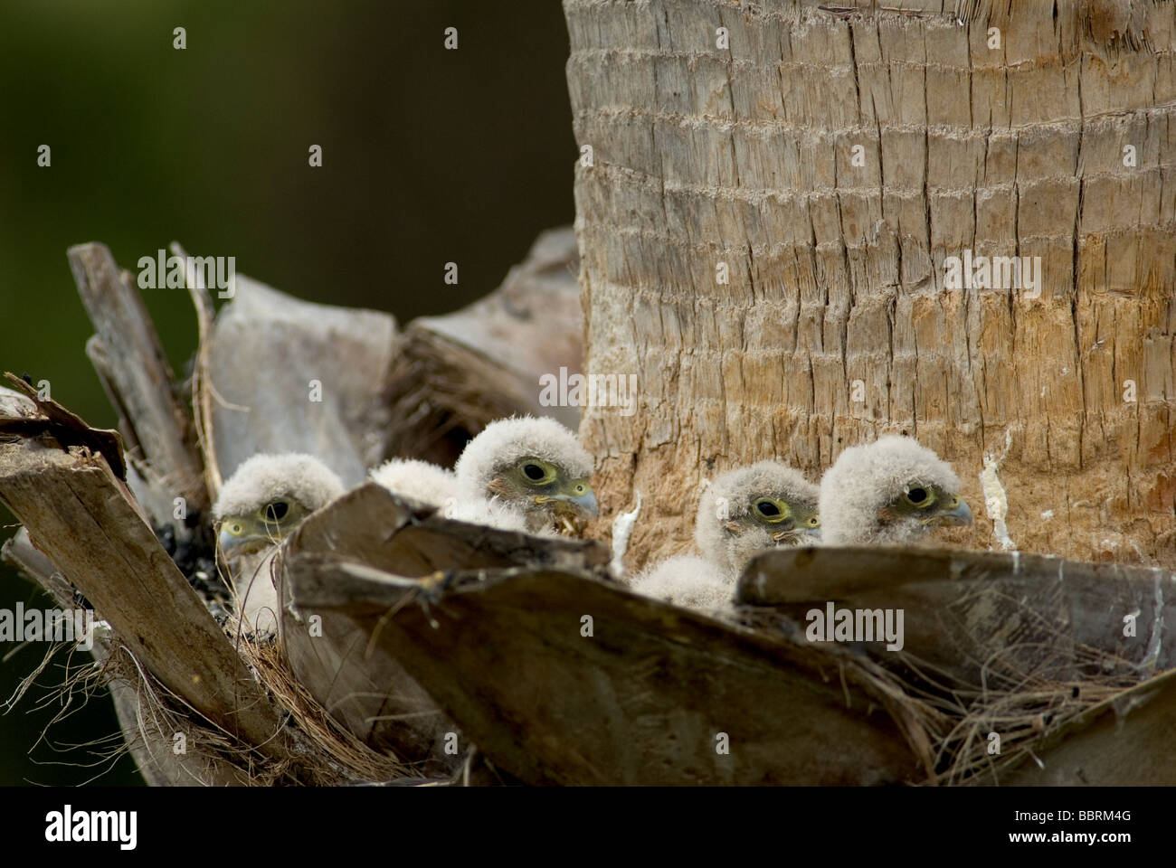 5 young Kestrel chicks in palm tree nest Stock Photo - Alamy