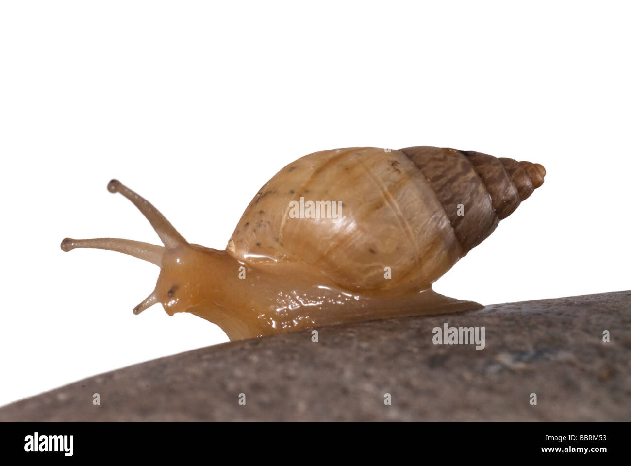 Domestic snail hi-res stock photography and images - Alamy