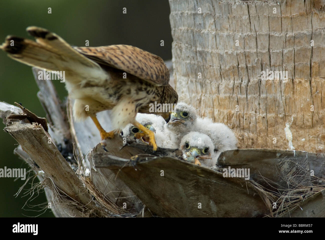 Adult female Kestrel standing on edge of palm tree nest with 3 young ...