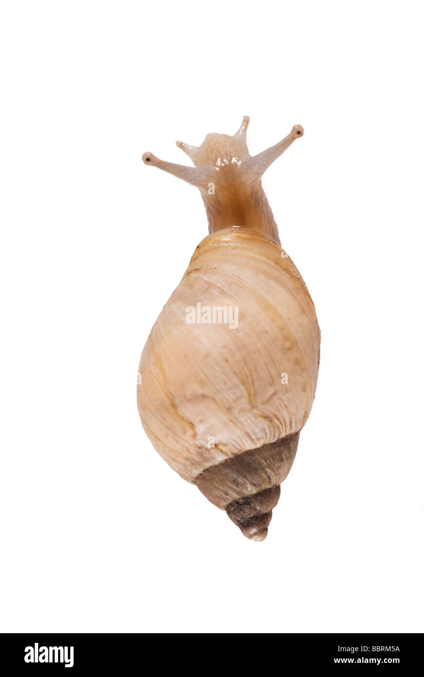 Domestic snail hi-res stock photography and images - Alamy