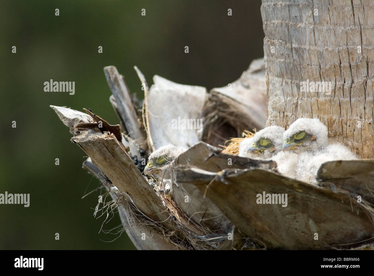 Kestrels chicks nesting sleeping hi-res stock photography and images ...