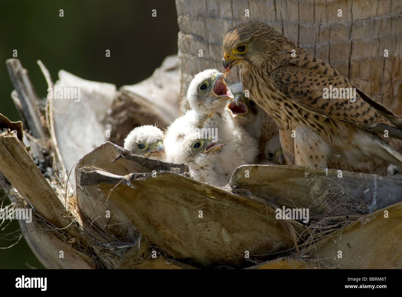 Adult feeding chicks in nest hi-res stock photography and images - Alamy