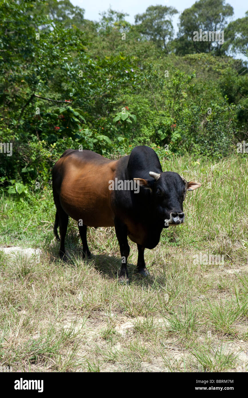 Hong kong cow hi-res stock photography and images - Alamy