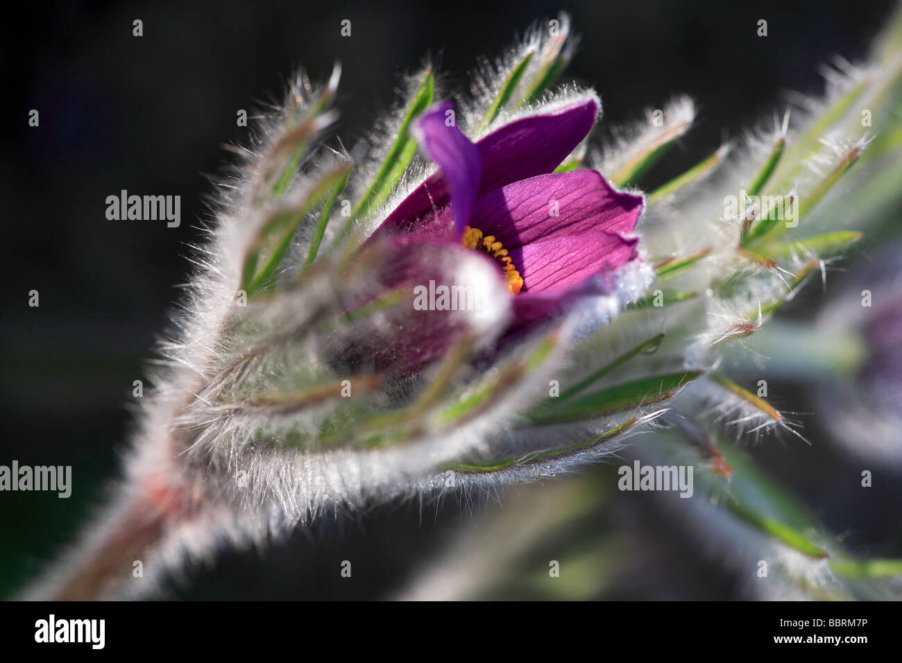 Slavonian pasque flower hi-res stock photography and images - Alamy
