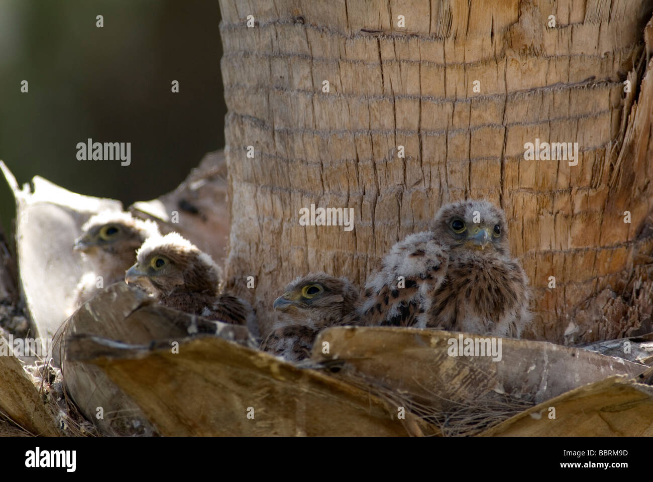 Kestrels chicks nest nesting hi-res stock photography and images - Alamy
