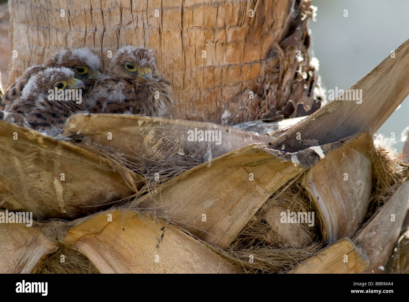 Kestrel chicks bunched together in palm tree nest waiting to be fed ...
