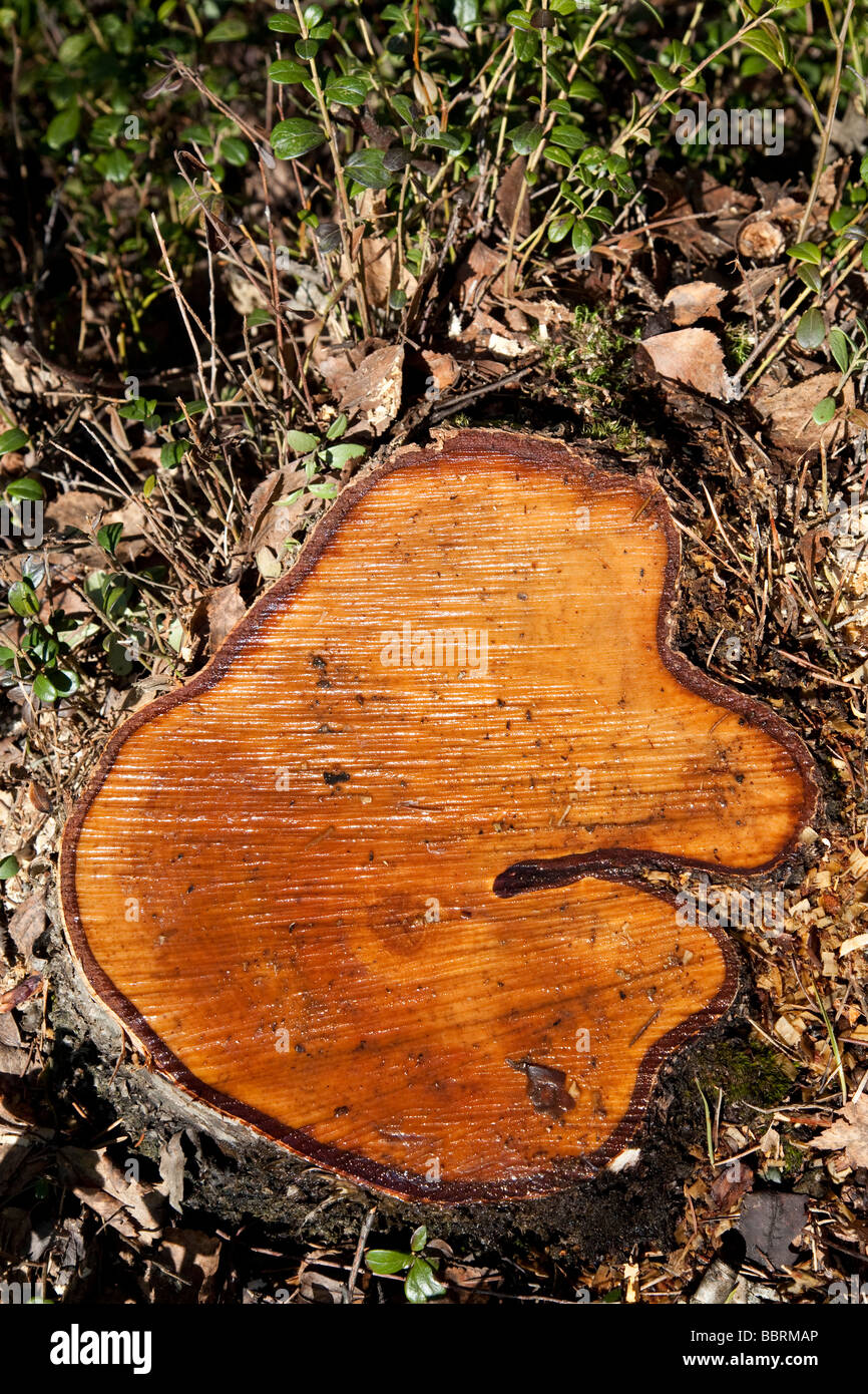Sap oozing from cut birch tree stump hi-res stock photography and ...