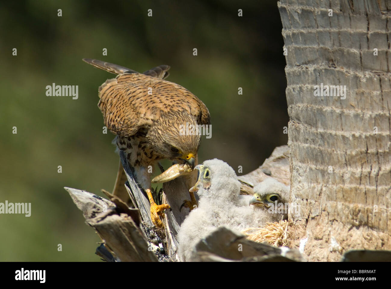 Female Kestrel feeding one of 5 chicks in palm tree nest with ...