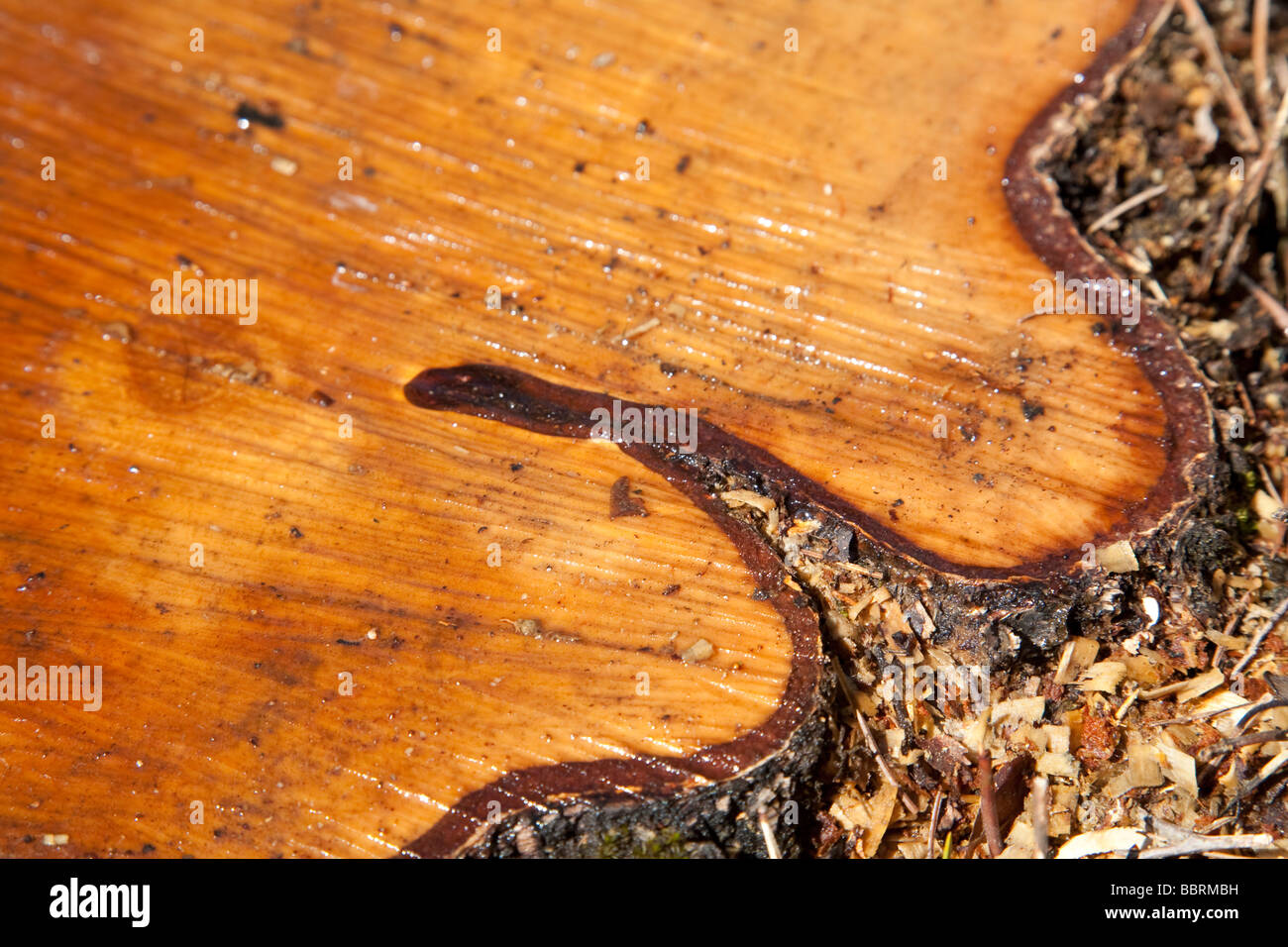 Closeup of cut birch tree stump Stock Photo - Alamy