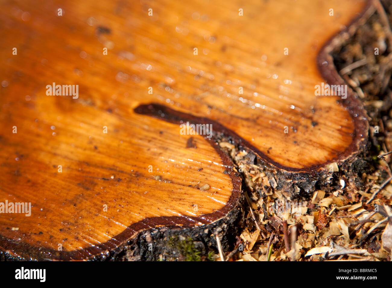 Closeup of cut birch tree stump where sap is oozing from the cut tree ...