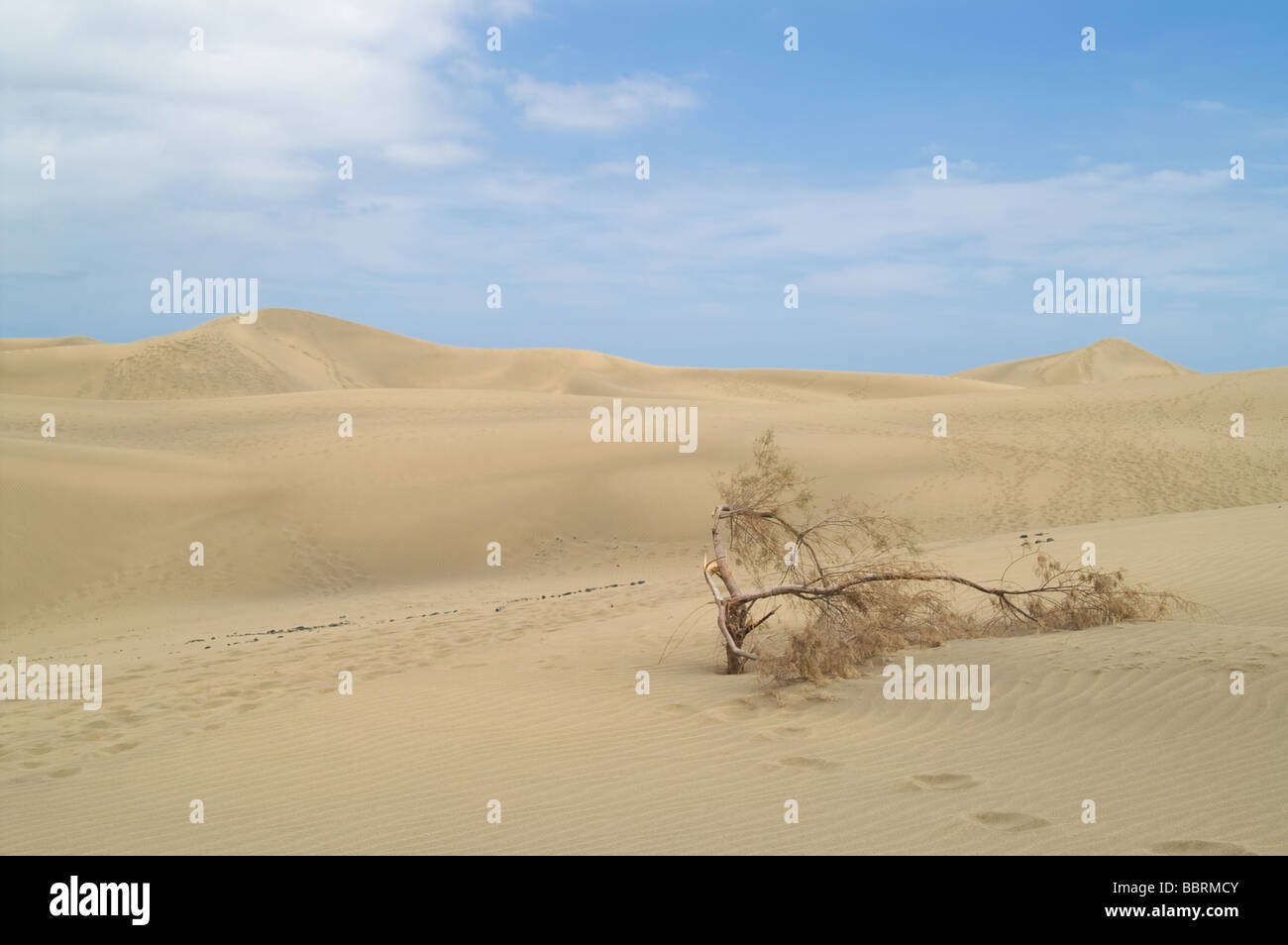 Sand dunes with dried tree against a blue sky with some white clouds ...