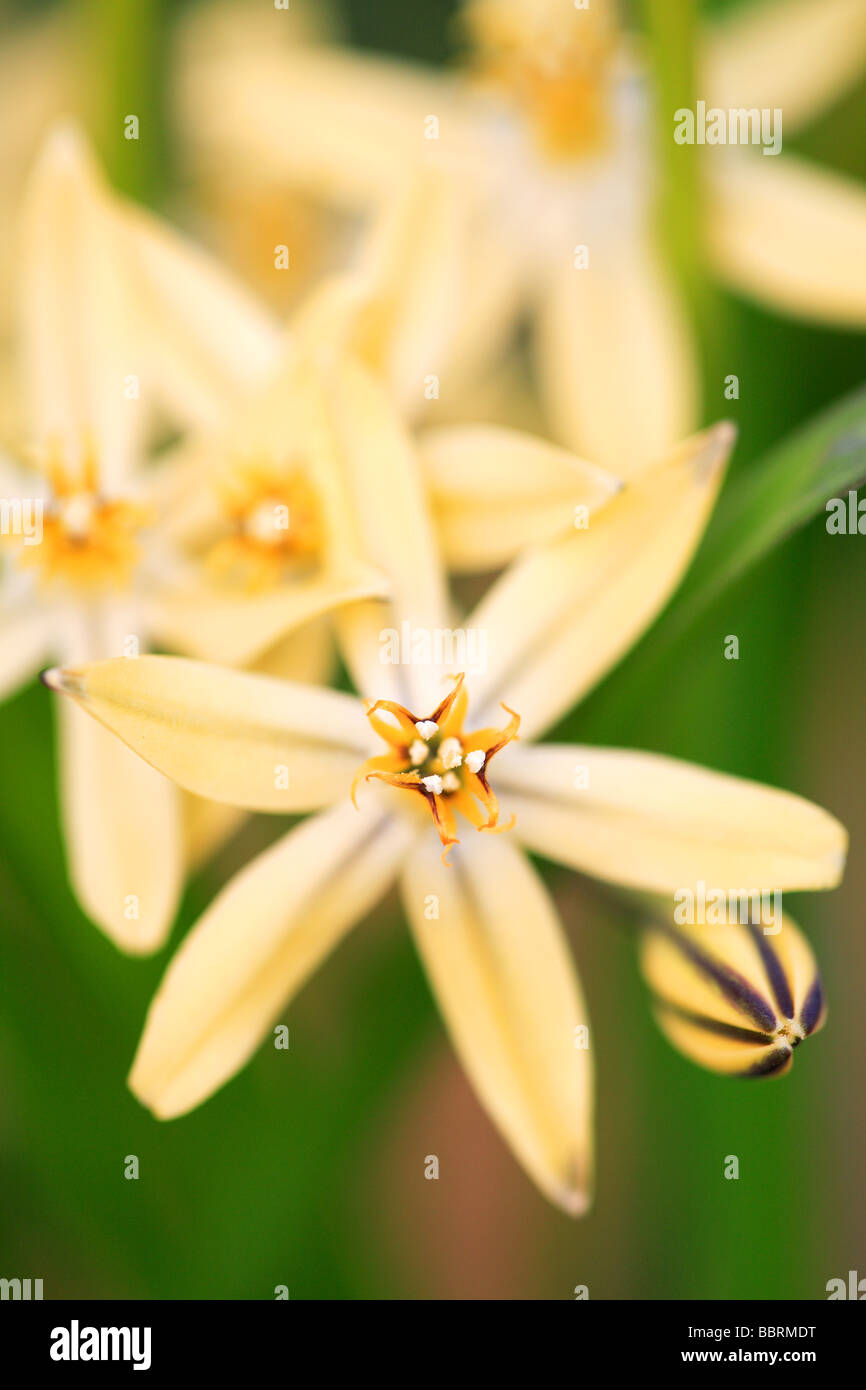 Starlight flowers hi-res stock photography and images - Alamy
