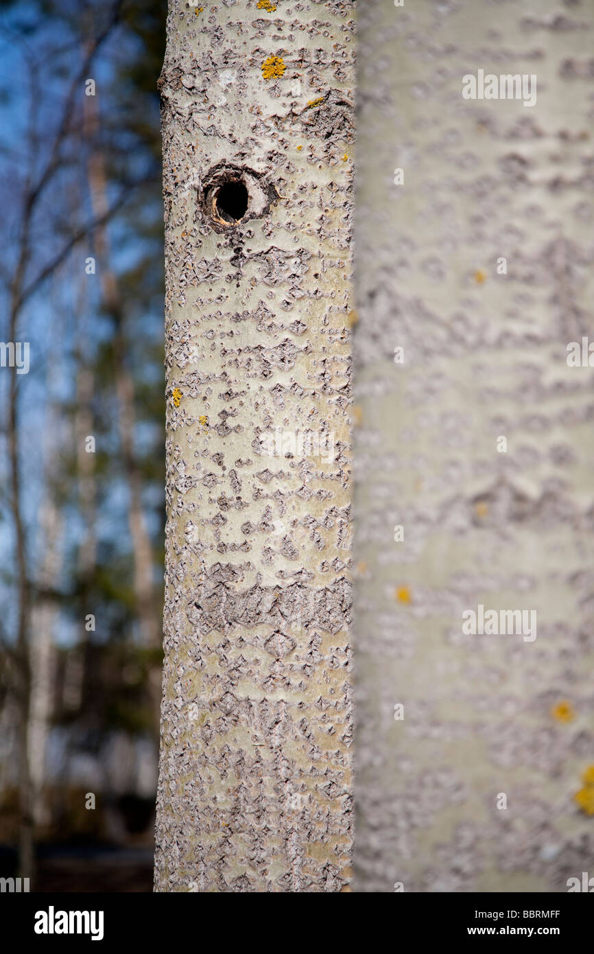 Bird's nesting hole in aspen tree trunk Stock Photo - Alamy