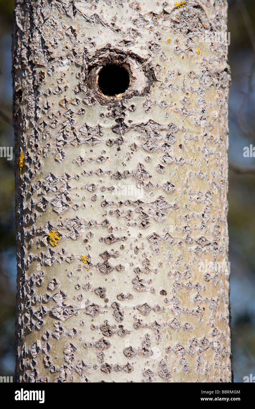 Bird's nesting hole in aspen tree trunk Stock Photo - Alamy