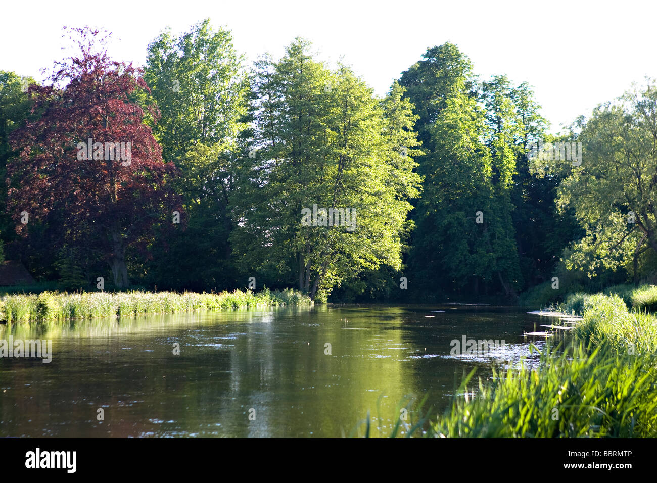 River test trout hi-res stock photography and images - Alamy