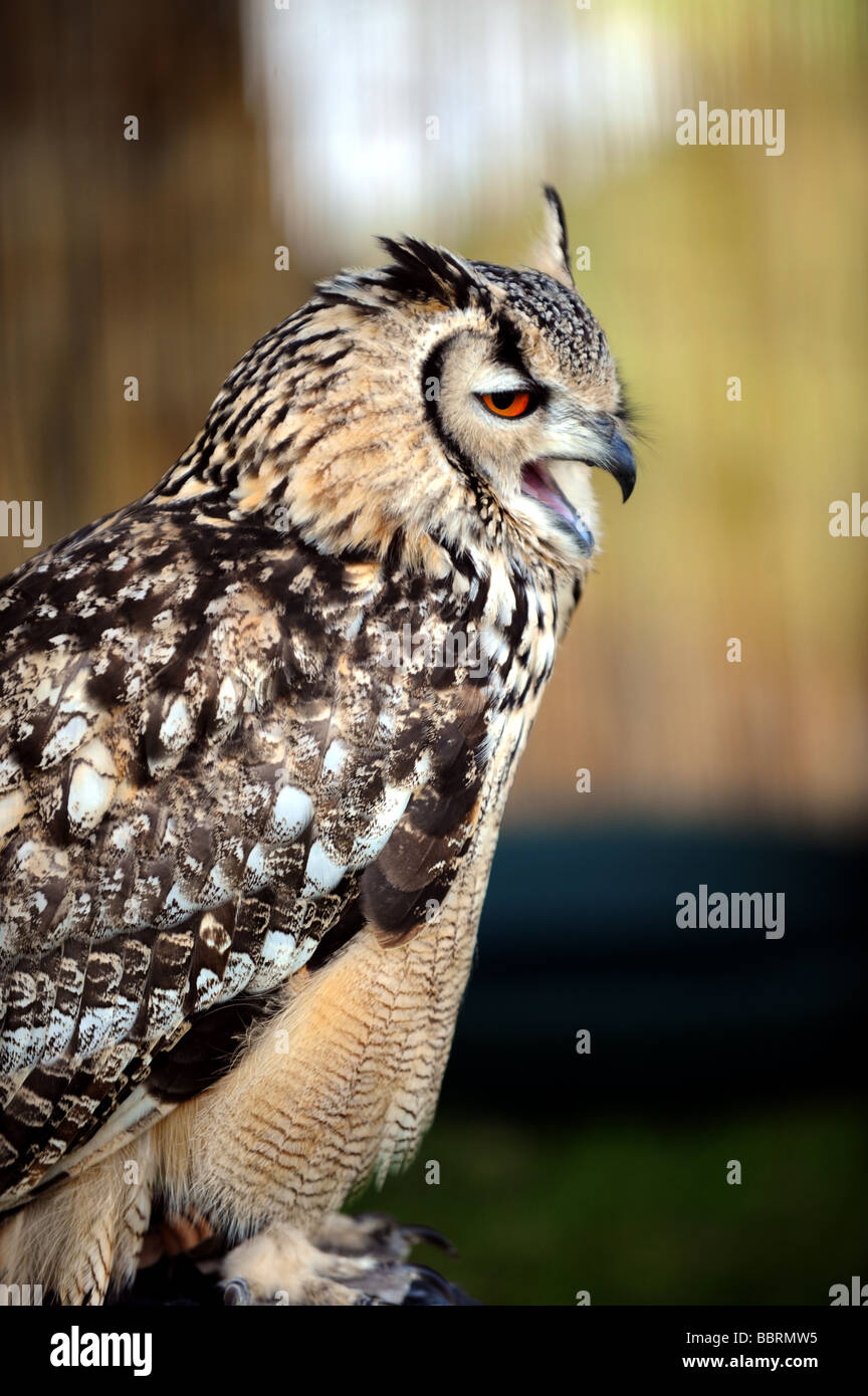 Owl with beak open hi-res stock photography and images - Alamy