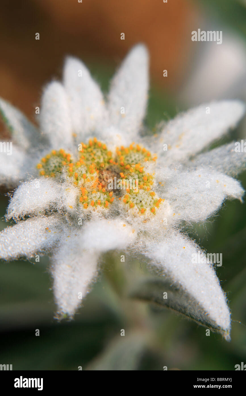Edelweiss hi-res stock photography and images - Alamy