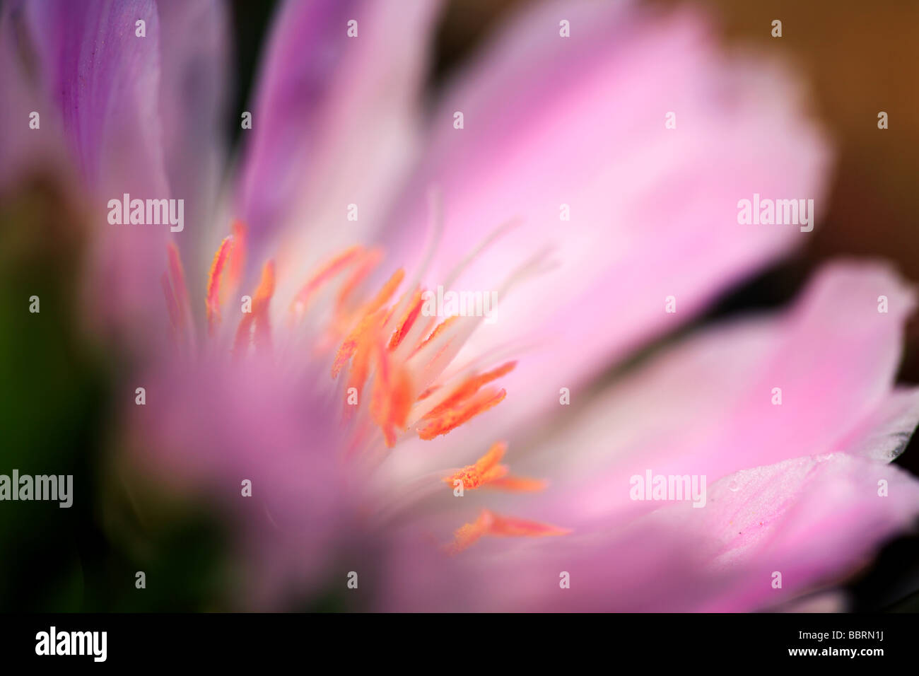 Lewisia rediviva hi-res stock photography and images - Alamy