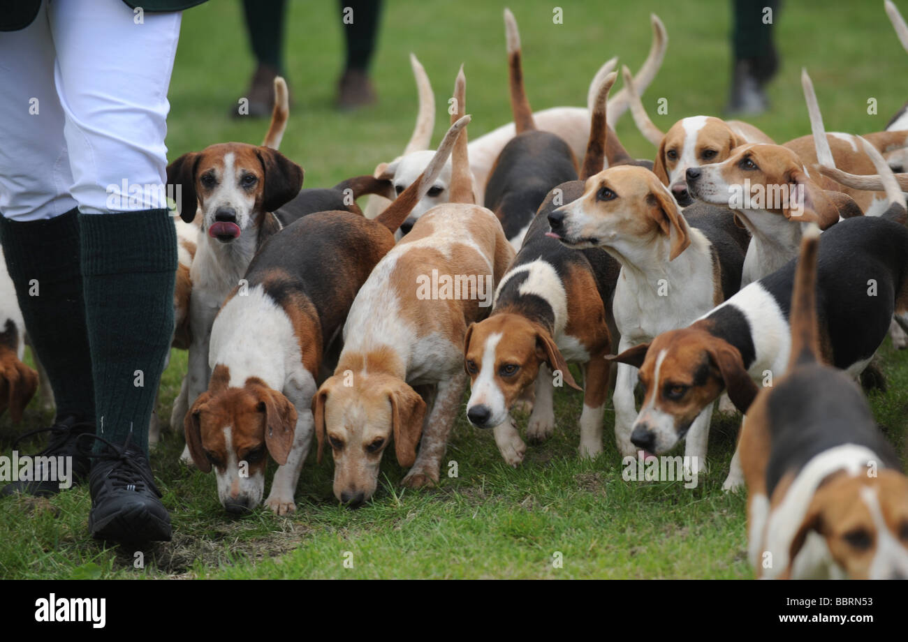 Hunting hounds at the South of England Agricultural Show Ardingly UK ...