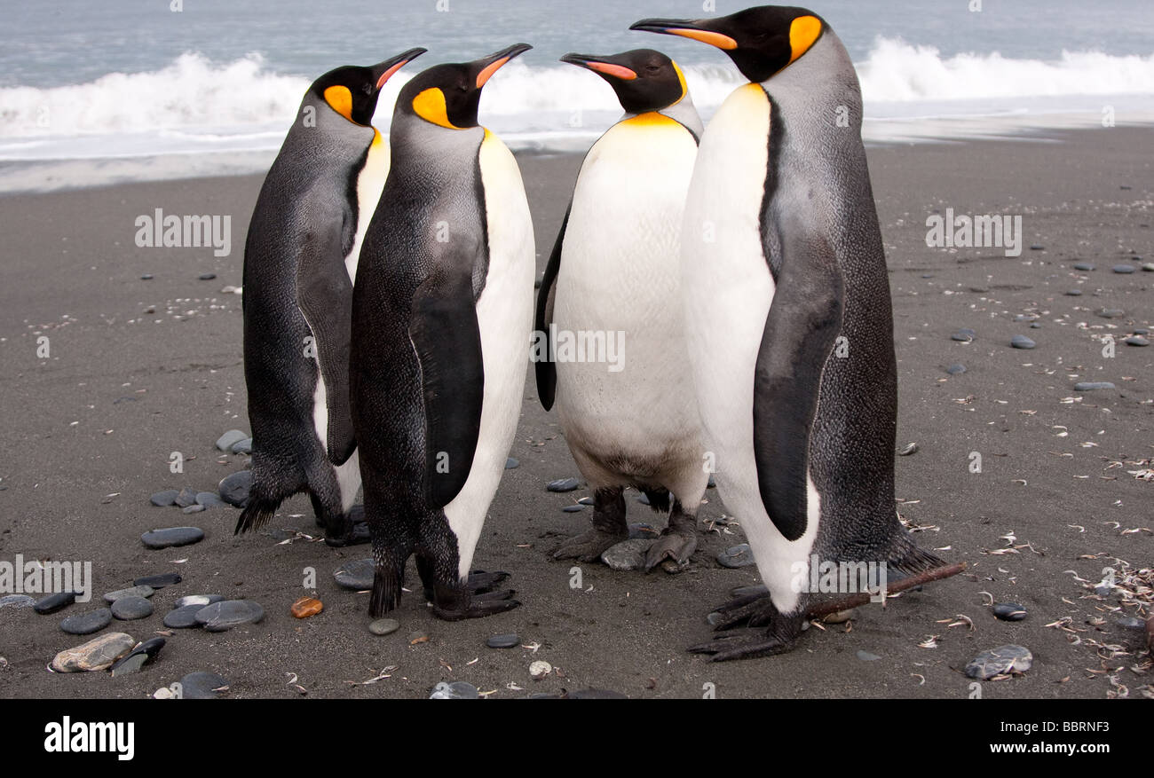 Streamlined animal hi-res stock photography and images - Alamy