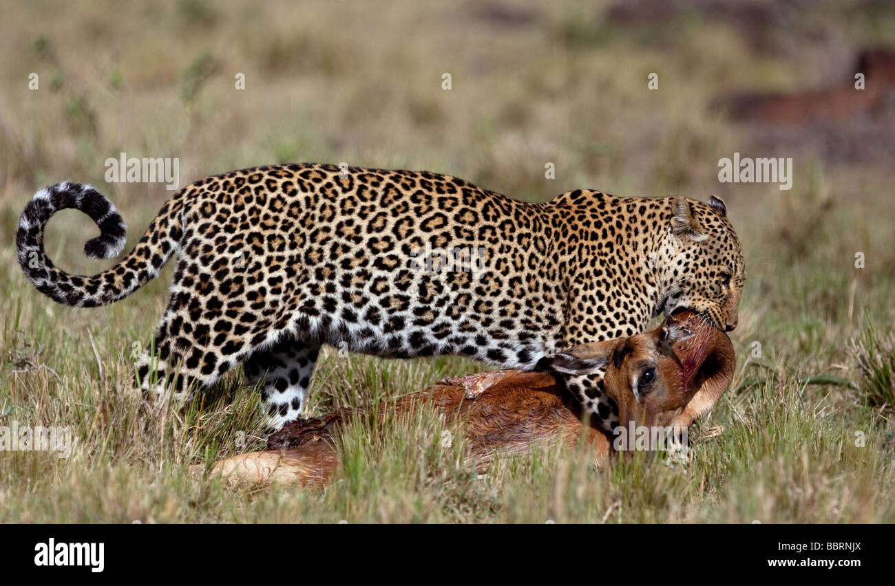 A leopard carrying its recently killed prey through the grass of the ...
