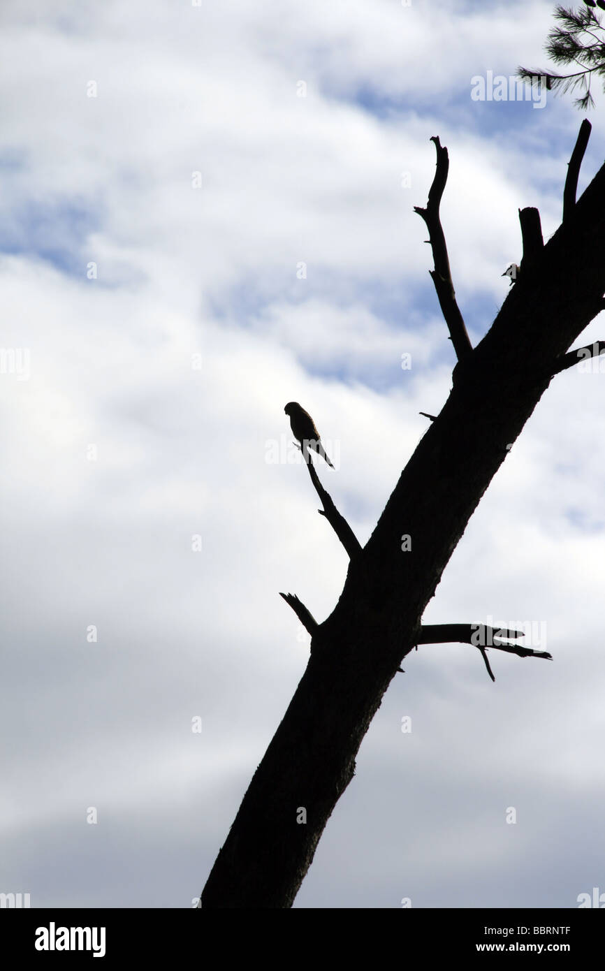 Bird flying off tree silhouette hi-res stock photography and images - Alamy