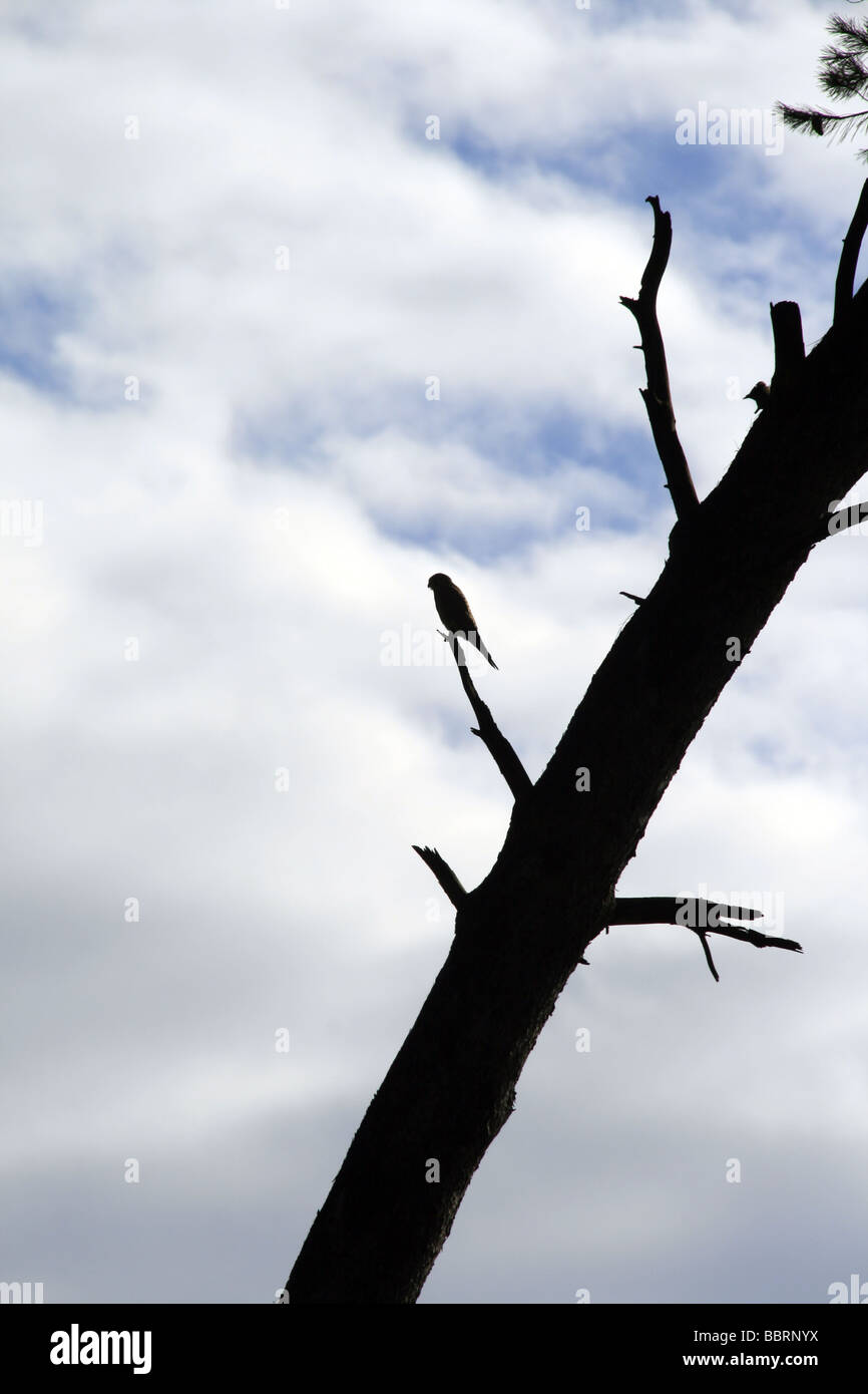Bird flying off tree silhouette hi-res stock photography and images - Alamy