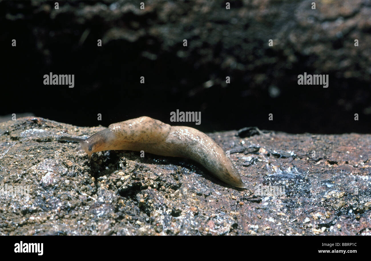 Mollusk animal invertebrate california hi-res stock photography and ...