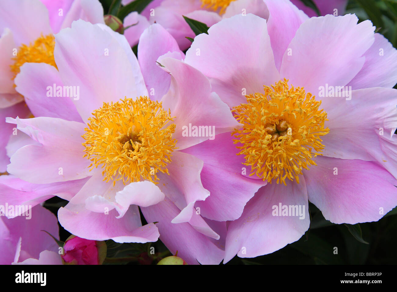 Two pink peonies flowers close up Peonia Stock Photo - Alamy