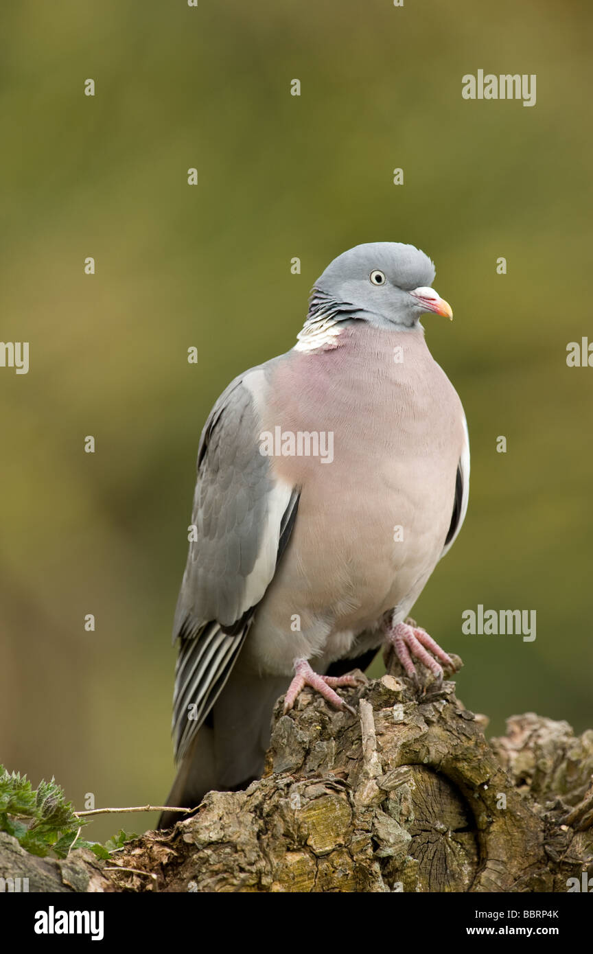 Pigeon resting hi-res stock photography and images - Alamy