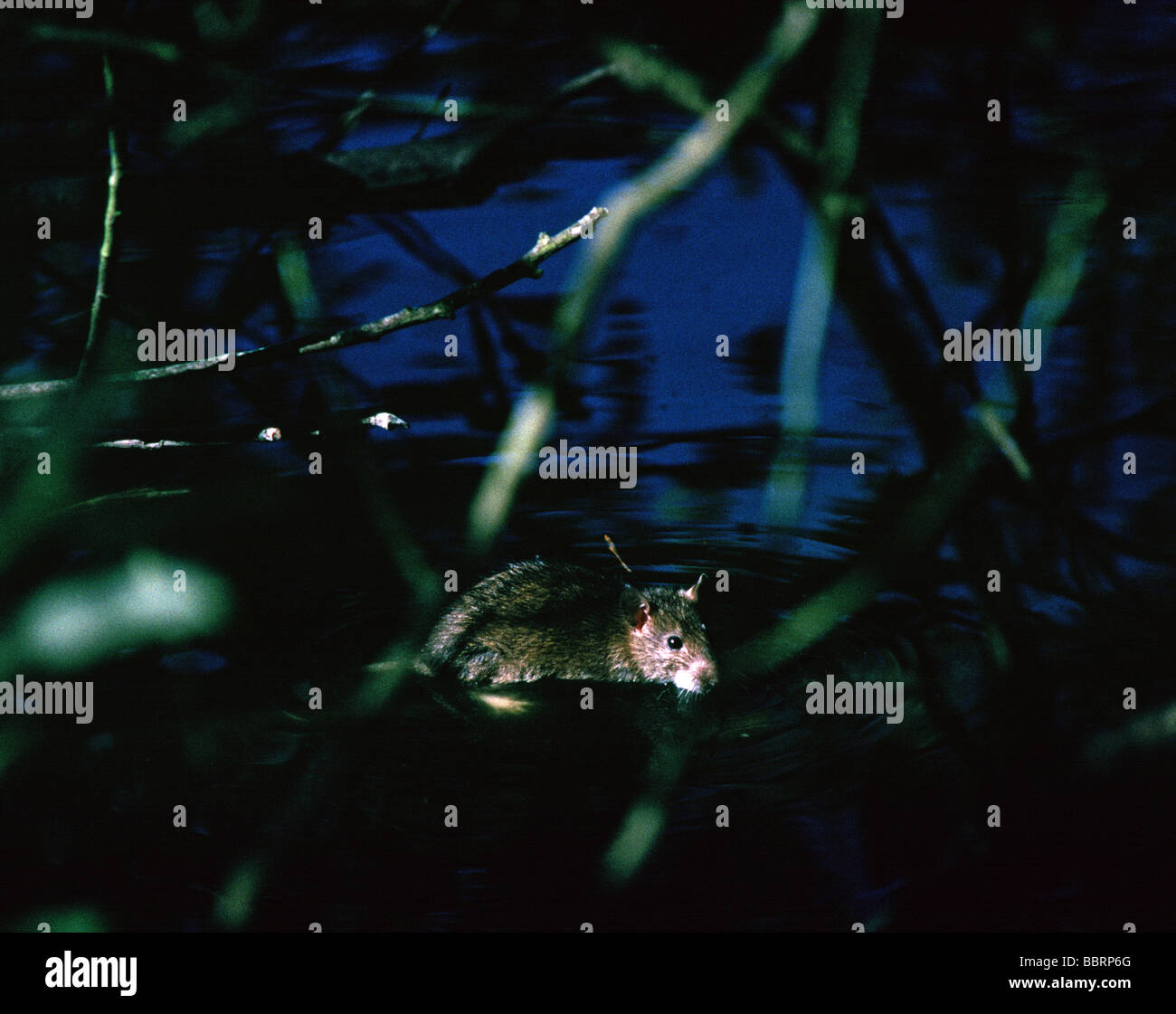 Rattus rattus city hi-res stock photography and images - Alamy