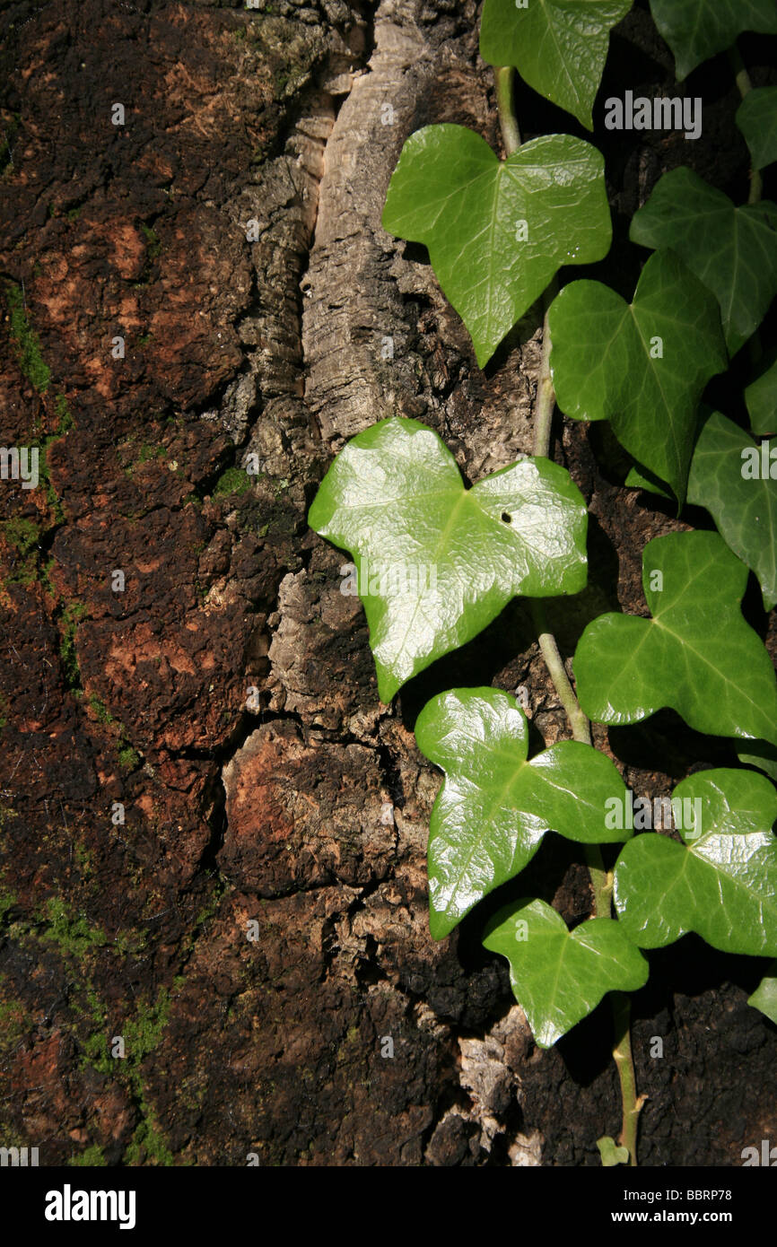 ivy plant growing on tree in dark forest Stock Photo - Alamy
