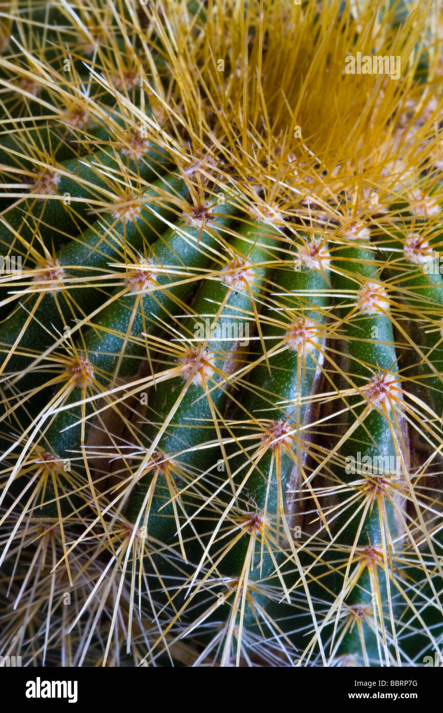 Abstract cactus close up detailing the patterns formed by the spikes ...